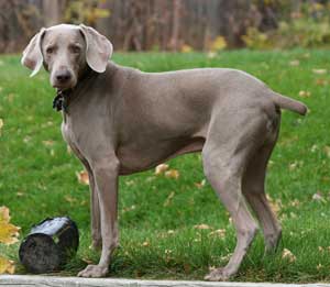 Weimaraner Silver-grey Dogs ~ Top Dog Wallpaper